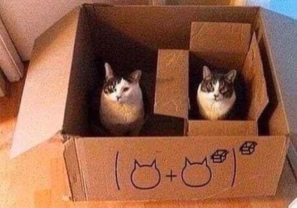 Note. This humorous cat-math image presents an interesting ...